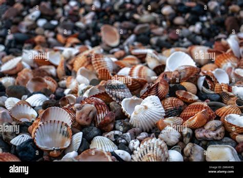 Seashells On Sand As Background Photo Mediterranean Seaside Catalonia