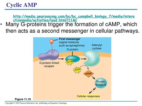 The Cellular Internet Ppt Download