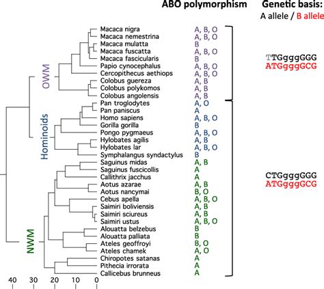 The Phylogenetic Distribution Of Abo Phenotypes And Genotypes Shown Is