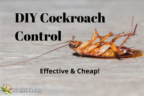 Cockroach Control Homemade Pesticides How To Kill Cockroaches