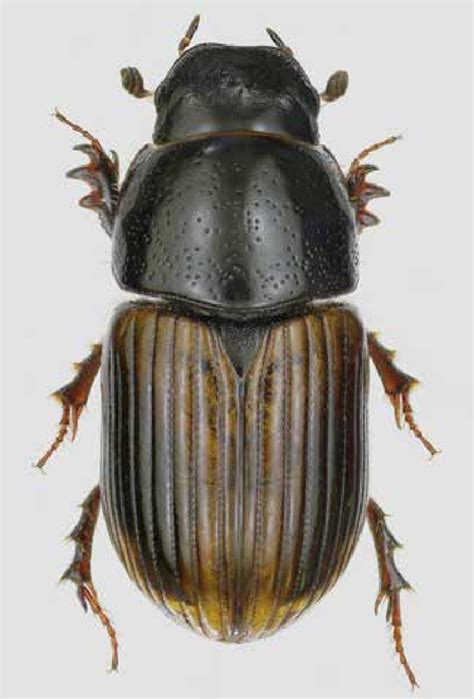 Aphodius Foetidus Foto A Degiovanni Download Scientific Diagram