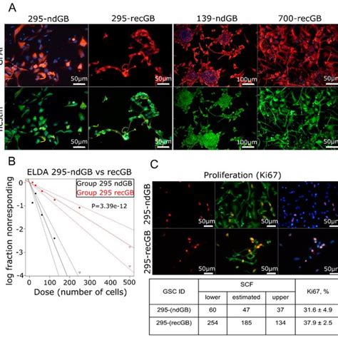 Assessments Of Stemness Attributes And Proliferation In Gscs A