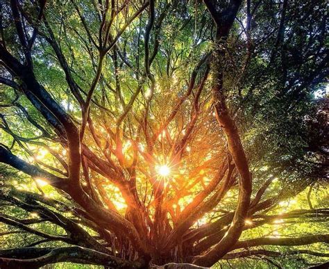 ბუნების მცველები ლამაზი ხეები მსოფლიოს სხვადასხვა კუთხიდან