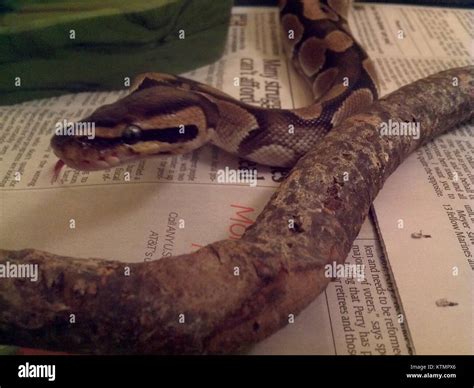 The Ball Python Also Known As Python Regius Is A Non Venomous Snake The Ball Python Also Known As Python Regius Is A Non Venomous Snake