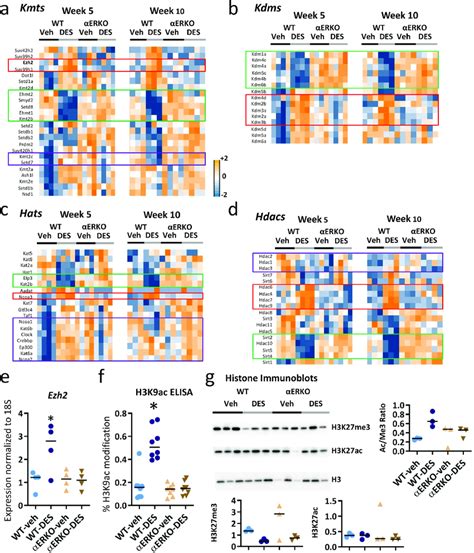 Expression Of Histone Modifying Enzymes And Activity Is Altered In Svs Download Scientific