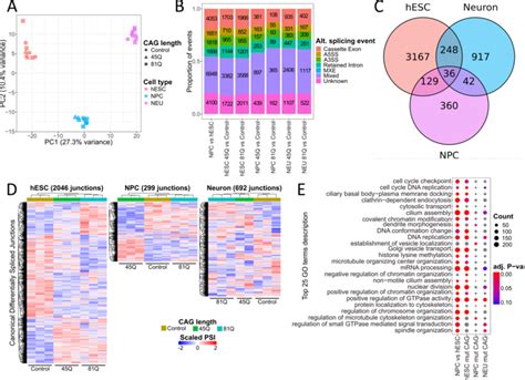 Differential Cell Type And Htt Cag Length Dependent Splicing In The