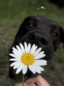 Lisa Perro Flor Lisa Flor  Lisa Perro Flor Lisa Flor Discover