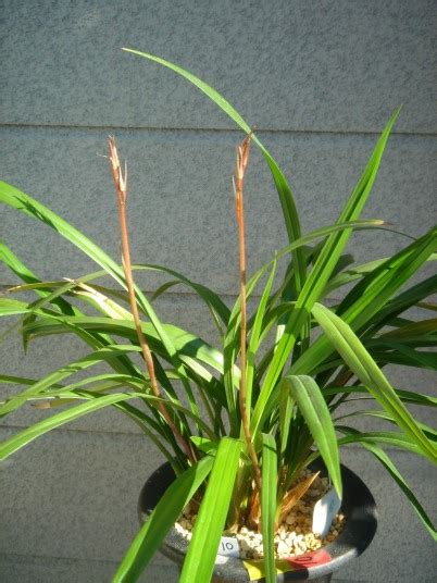 画像のページ 2