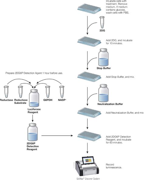 What Is A Glucose Assay At Marla Irby Blog