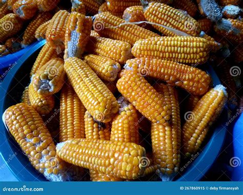 Hybrid Corn Harvested By Farmers To Be Sold In Traditional Markets