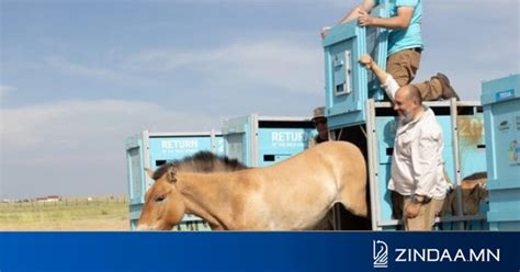 200 жилийн дараа тахь Казахстанд эргэн ирлээ