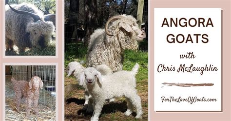 Angora Goat Purpose