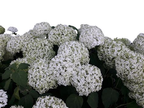 Download Hydrangea Shrub Plant Royalty Free Stock Illustration Image