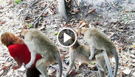 Funny Video Monkey Monkey Mating At Angkor Wat Monkey Meeting