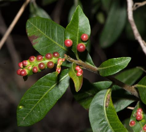Argentina Nativa Molle Schinus Lonolius