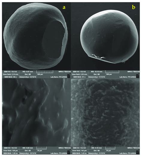Micrographs From Scanning Electron Microscopy Of The Lg Alginate Alg