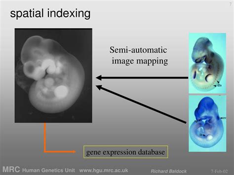Ppt Mouse Gene Expression Resource Spatial Data On Mouse Embryo