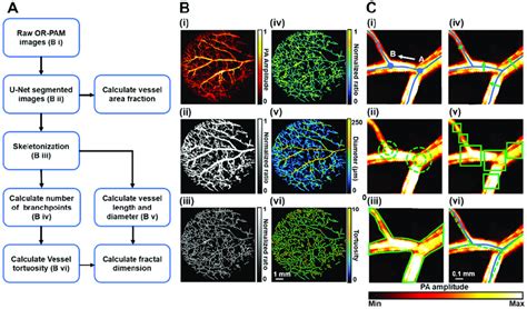 Quantitative Analysis Of Or Pam Images A Overall Flow Chart Of The