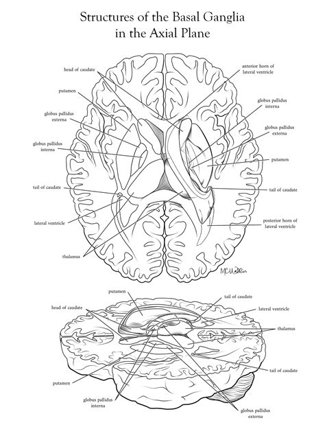 Basal Ganglia Anatomy Axial