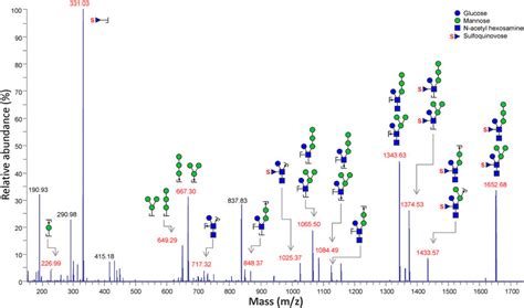 High Cell Density Hcd Ms 2 Spectra Of Heptasaccharide Mz 16517