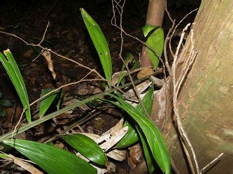 Salacca Affinis Palmpedia Palm Growers Guide