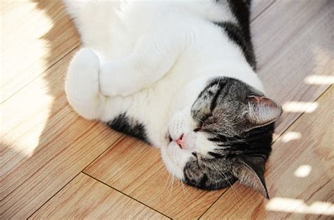 행복한 작은 두꺼비 색칠 페이지 개요 스케치 드로잉 벡터 악어 그리기 악어 개요 악어 스케치 Png 일러스트 및 벡터 에 대한 무료 다운로드 Pngtree