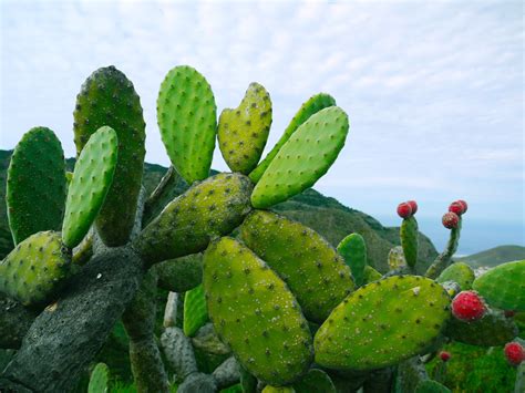 Nutritional Immunology Superfood 仙人掌 仙人掌果實