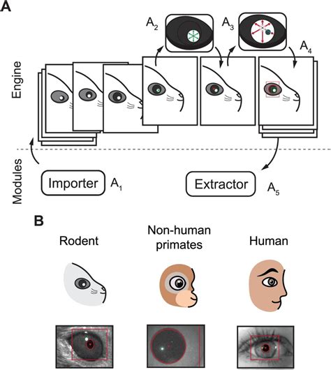 Eyeloop An Open Source High Speed Eye Tracker Designed For Dynamic Experiments Biorxiv
