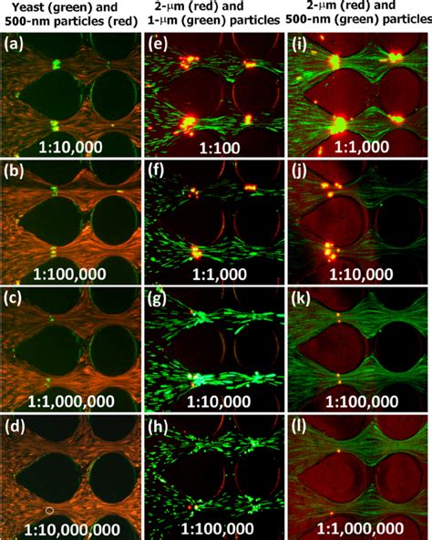 Images Depicting Selective Dielectrophoretic Capture Of Low Abundant Download Scientific