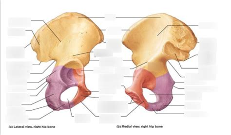 Innominate Bone Diagram Quizlet