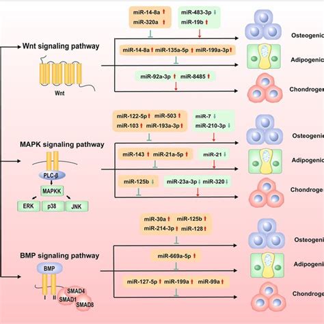 The Biogenesis And Function Of Mirna Processing The Maturation Of Download Scientific Diagram