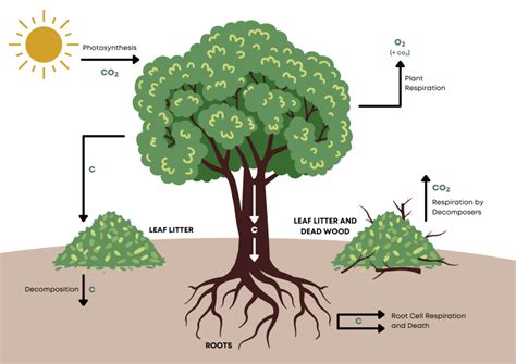 A Carbon Source Sink And Store Explaining Soil Carbon Carbonstore