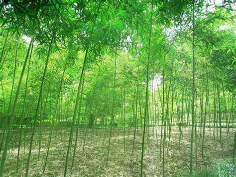 青竹的寓意与象征 长景园林网