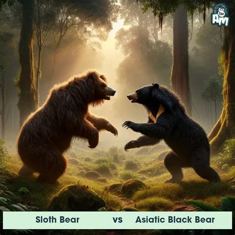 Asiatic Black Bear Predator Prey Interactions Fights And Aggressive