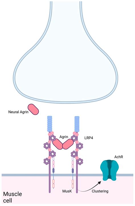 Defining The Critical Role Of Lrp4 In Neuromuscular Junctions And Bone
