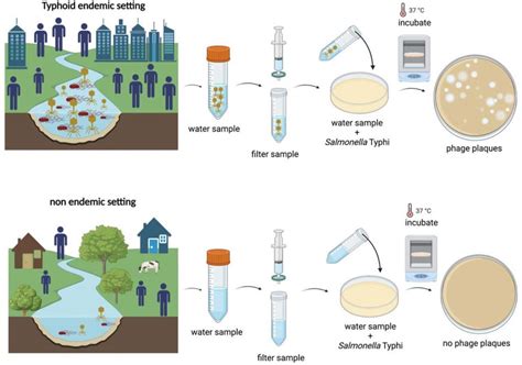 Detection Of Salmonella Typhi Bacteriophages In Surface Waters As A Scalable Approach To
