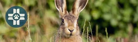 Red Watery Eyes In Rabbits Conjunctivitis Vetbilim