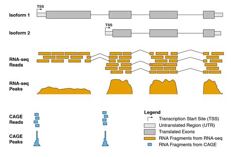 Chapter Introduction A Guide To Analyzing Single Cell Datasets