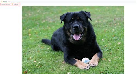 Storing And Accessing Static Files In Nextjs With Examples Codeforgeek