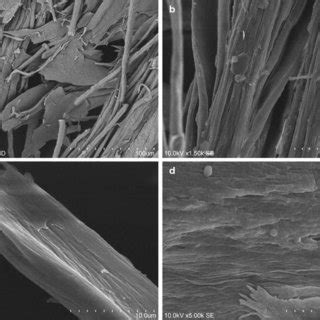 Scanning Electron Microscopy Observations Of Feather Degradation Sem