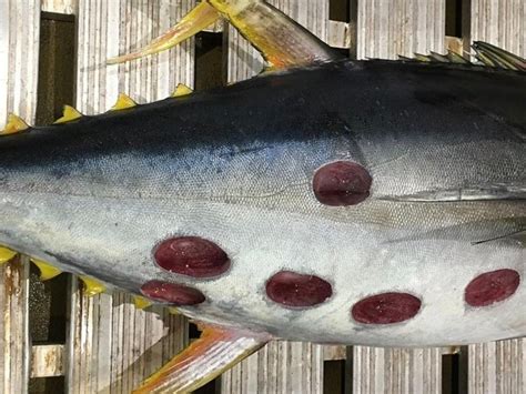 Mystery Of Tuna Covered In Strange Round Holes Explained Newsweek