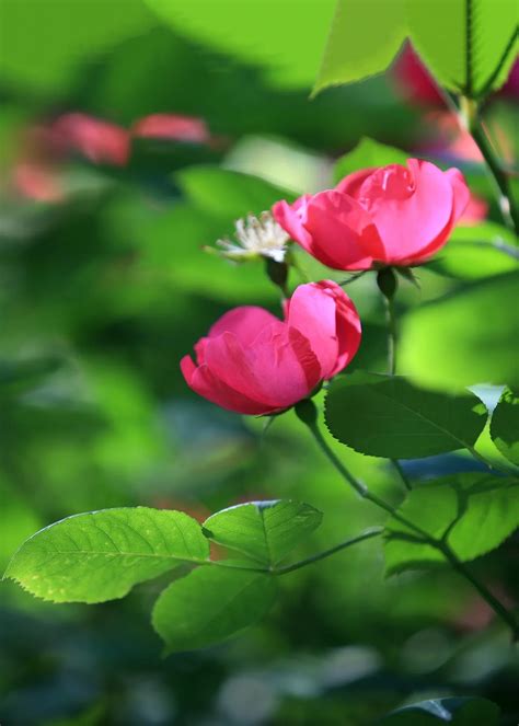丰花月季 15 中关村在线摄影论坛