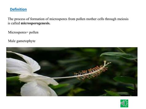 Microsporogenesis Ppt Rku Ppt With Audio Ppt Free Download