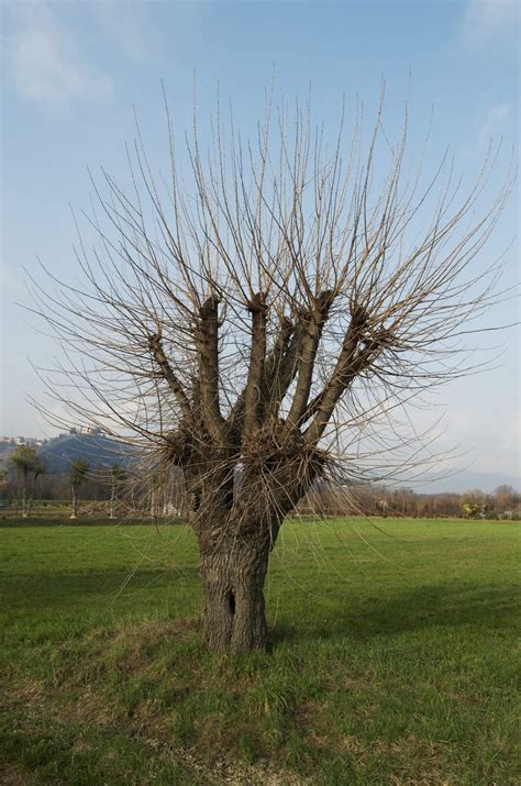 Guide To Mulberry Tree Pruning Information On Pruning Mulberry Trees