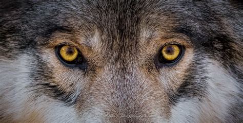 Wolf Eye Close Up