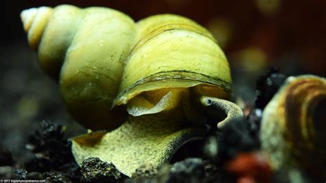 Cold Water Aquarium Snails Uk At Andrew Hart Blog