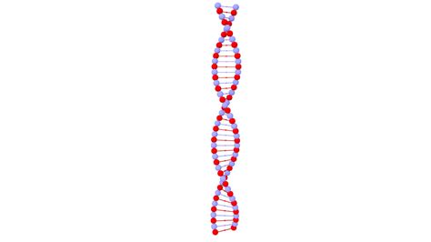 Human Dna Free 3d Model Obj Fbx Free3d