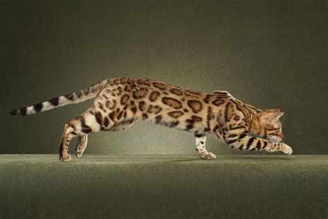 How Big Do Bengal Cats