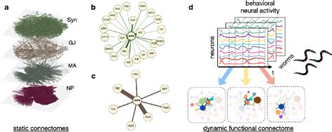 Figure 1 From Learning Dynamic Representations Of The Functional Connectome In Neurobiological
