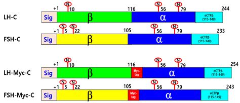 Production Of Recombinant Single Chain Eel Luteinizing Hormone And Follicle Stimulating Hormone